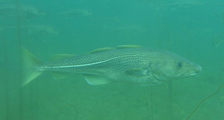 Mi’kmaw First Nations in NL concerned over the cod fishery policy ...